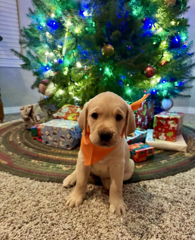 Sponsor A Dog