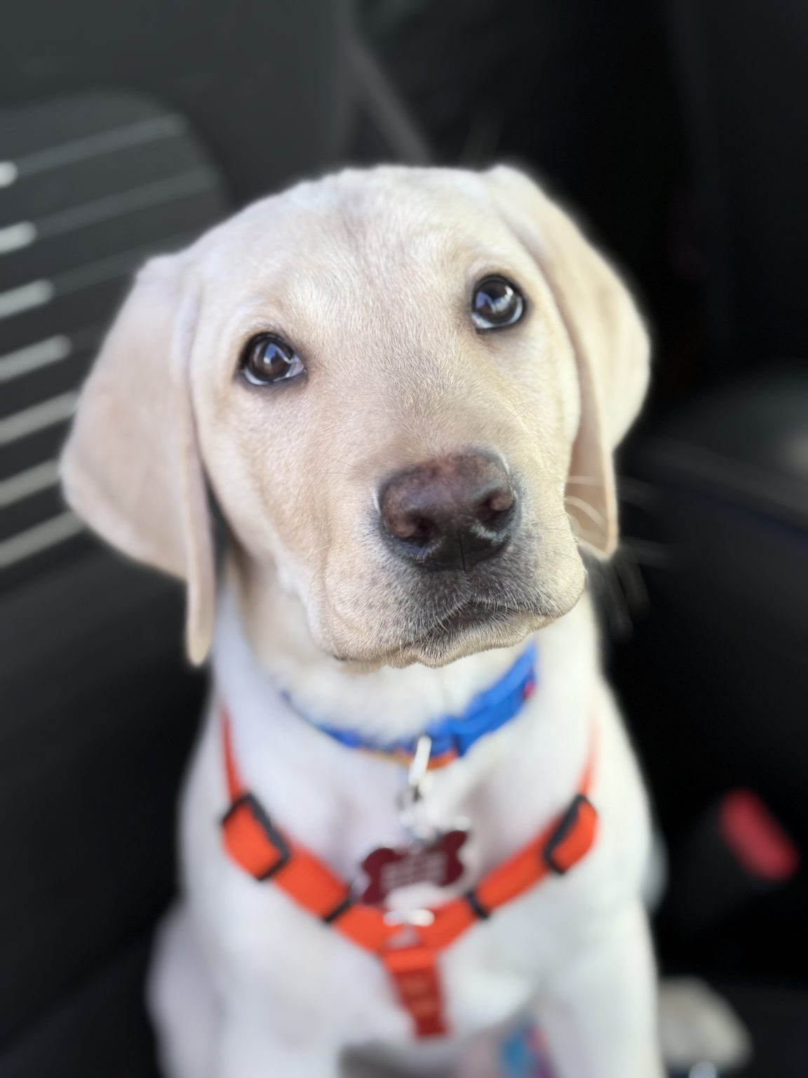 Paws Giving Independence - Illinois Service Dog Program